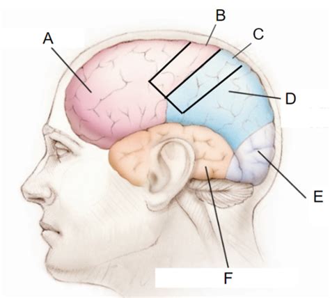 Cognitive Psychology Exam Study Guide Flashcards Quizlet