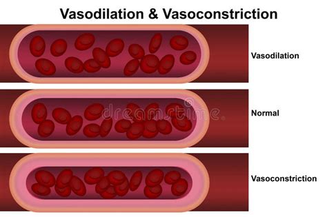 Vasodilation And Vasoconstriction Comparison Of Blood Vessels Stock