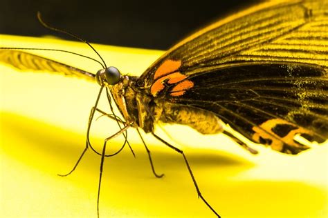 Schmetterling Falter Kostenloses Foto Auf Pixabay Pixabay