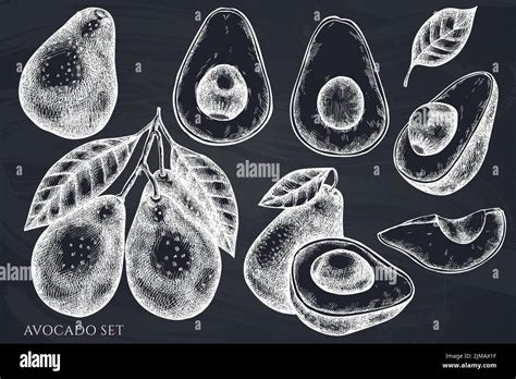 Fruits Hand Drawn Vector Illustrations Collection Chalk Avocado Stock