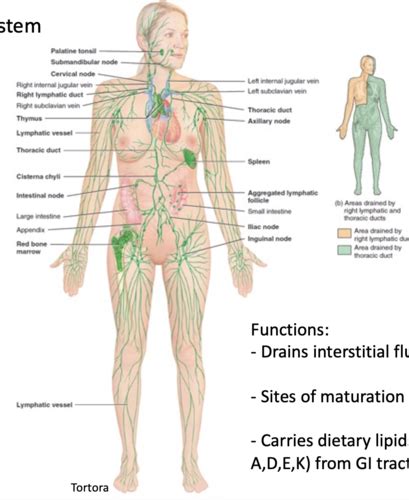 3 02 Lymphoid Lymphatic System Flashcards Quizlet