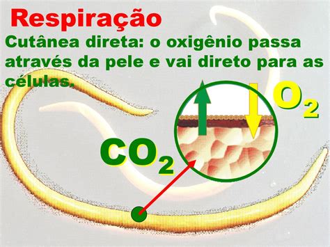 Nematelmintos fio verme Parasitas cutícula envolvendo o corpo