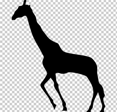 Detail Giraffe Silhouette Png Koleksi Nomer 45