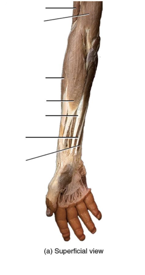 Anterior Forearm Superficial View Diagram Quizlet