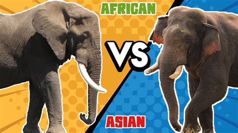 African Elephant Vs Asian Elephants Differences Explained Youtube