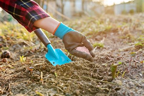 Como fazer adubo orgânico direto na terra no quintal de casa Veja como