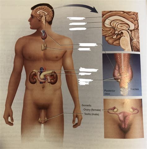 Major Organs Of The Endocrine System Diagram Quizlet