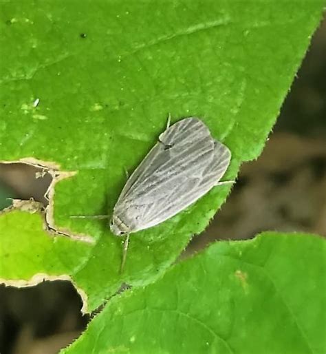 Moth BugGuide Net