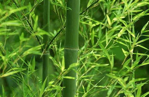 Cây trúc nhự có tác dụng gì Vinmec