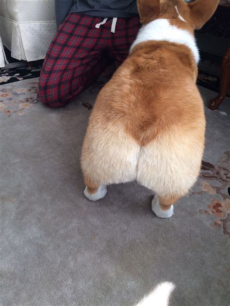Corgi Butt Calendar Is Finally Here