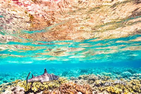 3 Interesting Facts About The Great Barrier Reef Clearance