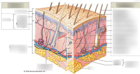 Integumentary System Diagram Quizlet
