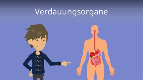Wie viele Mägen hat eine Kuh Eigenschaften und Funktionen mit Video