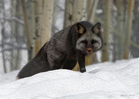 Arctic Fox Digital Oil Digital Art By Birdly Art