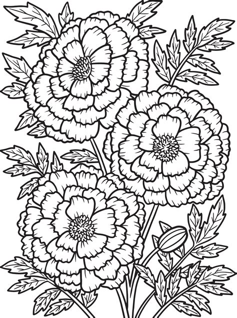 Colouring Pages Of Marigold