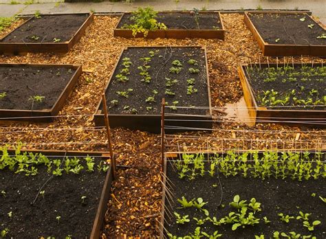 Mês a mês O que devo plantar na horta Blog da Plantei