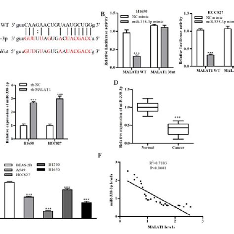 Relationship Between MALAT1 And MiR 338 3p In Terms Of Regulation A