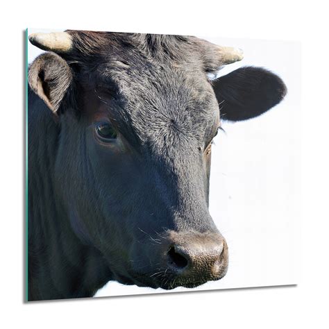 Byk głowa grafika Foto szklane na ścianę 60x60 010010010220100041545