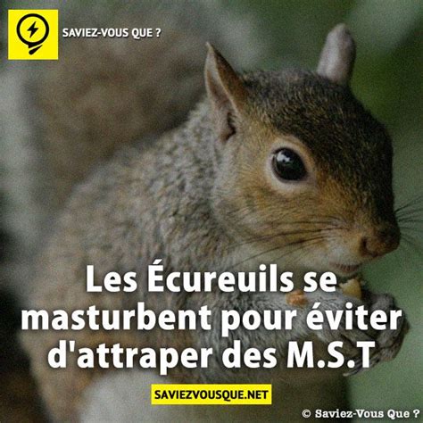 Les Écureuils se masturbent pour éviter dattraper des M S T Saviez