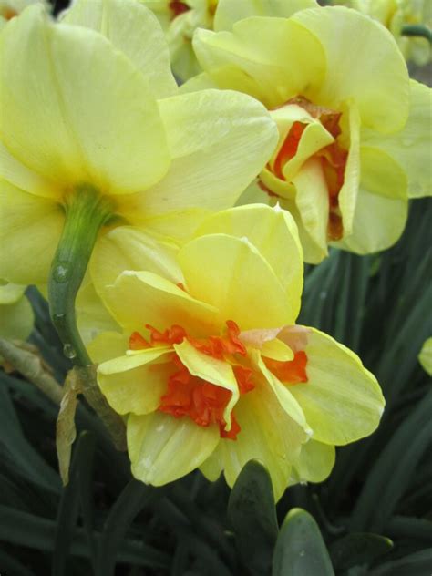 Tahiti Golden Yellow W Yellow Reddish Orange Cup Peoria Gardens