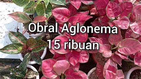 Promo Spesial Idul Adha Obral Aglonema Ribuan Youtube