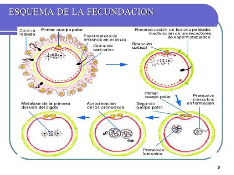 Esquema de la fecundación Fotos Guía 2021