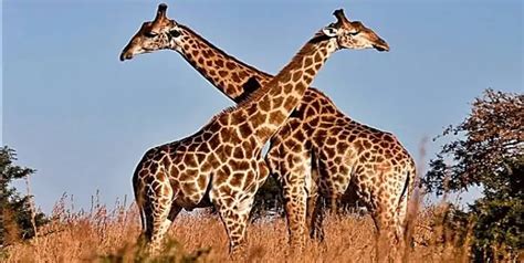 10 Curiosidades De Las Jirafas EnCuriosidades