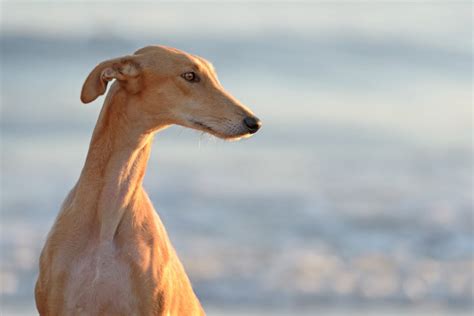 Galgos Caracter Sticas Y Cuidados Desc Brelos Blog