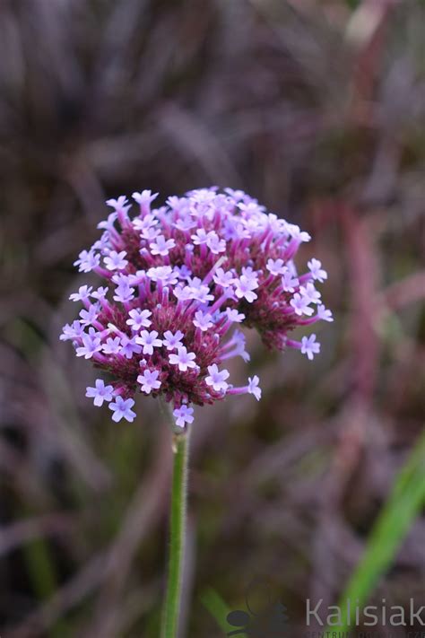 Verbena Bonariensis Werbena Patago Ska