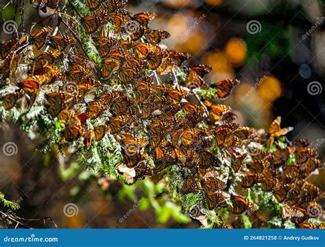 La Colonie De Papillons Monarques Danaus Plexippus Est Assise Sur Des