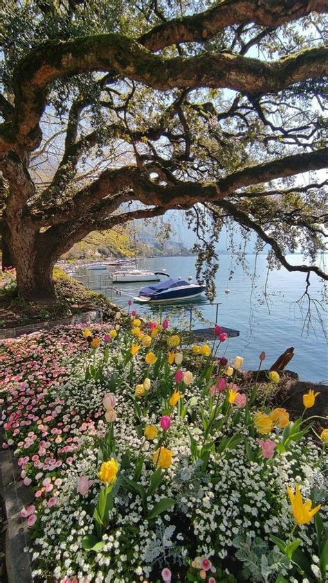 Pin Di Neset Arici Su Doyumsuz Manzaralar Paesaggi Fiori Primavera