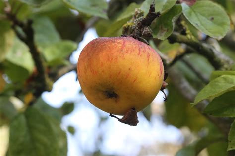 Manzana Fruta Árbol De Foto gratis en Pixabay Pixabay