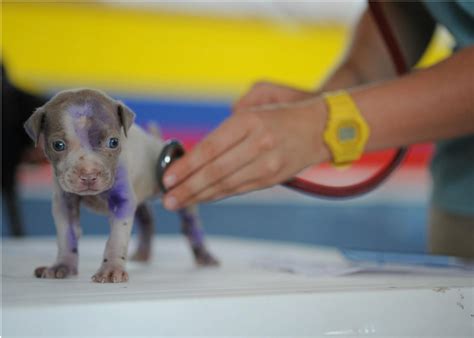 Tumor testicular en perros causas síntomas y tratamientos