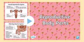 RSHP Female Reproductive System Display Poster Twinkl