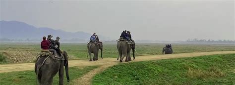 Affordable Guwahati Kaziranga National Park Tour Package Nexplore Travel