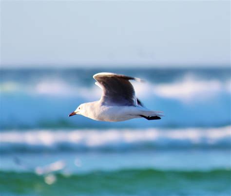 Free Images Beach Sea Coast Ocean Bird Wing Seabird Flying