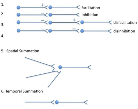 Summation Neurophysiology Alchetron The Free Social Encyclopedia