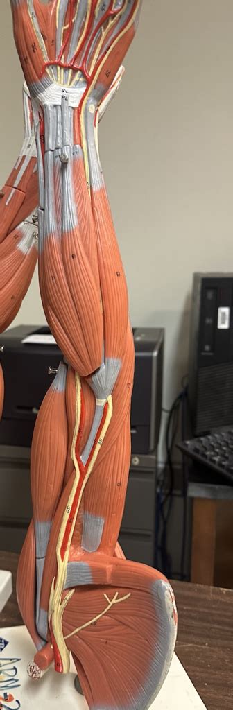 Anterior Flexor Group Diagram Quizlet