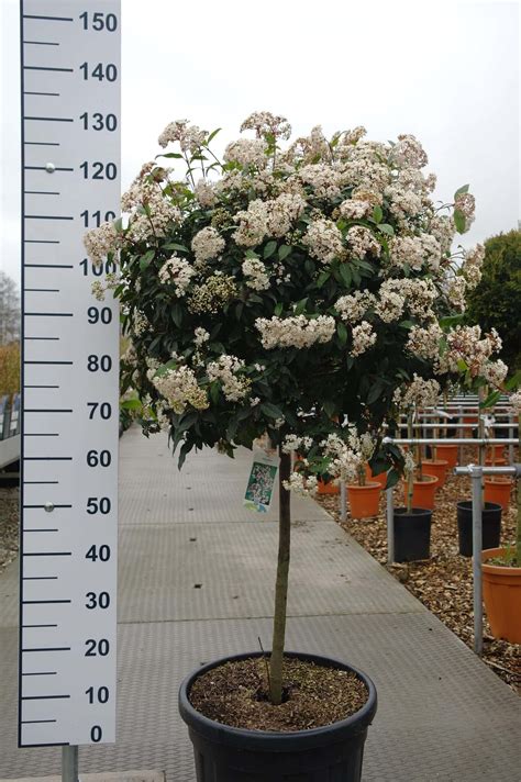 Boompje Op Stam Witte Bloemen Bloemen