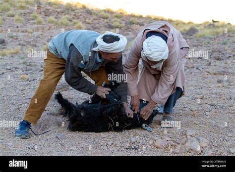 Anti Ritual Slaughter Hi Res Stock Photography And Images Alamy