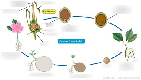 What Is A Flowering Seed Plant Called Quizlet At Greg Bolden Blog