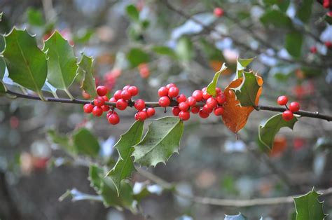 Ostrokrzew Zatoka Natura Darmowe Zdj Cie Na Pixabay Pixabay