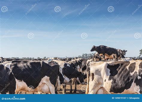 Dairy Cows Of The Holstein Breed Friesian Grazing On Field Stock Image