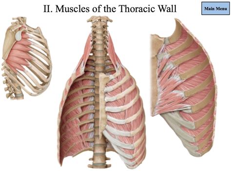 Cardio Block Anatomy Muscles Of Thoracic Wall Diagram Quizlet