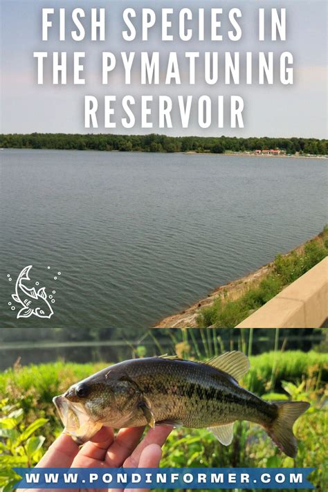 Guide To Fish Species That Can Be Found Caught In The Pymatuning