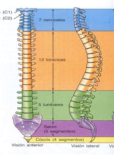 Generalidades De La Columna Vertebral 1ra Parte Anatomia Humana