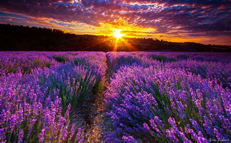 Lavender Fields Bing Field Wallpaper Lavender Fields France Landscape