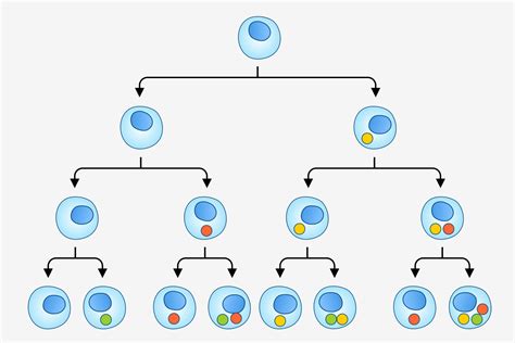 What Is Differentiation In Biology What Is The Definition Of