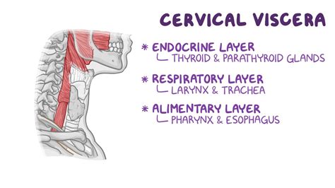 Anatomy Of The Larynx And Trachea Video Anatomy Osmosis