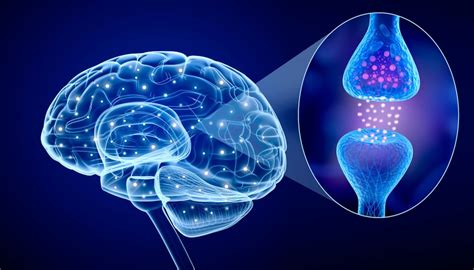 Neurotransmisores Qu Son Tipos Y Descripci N De Los M S Conocidos